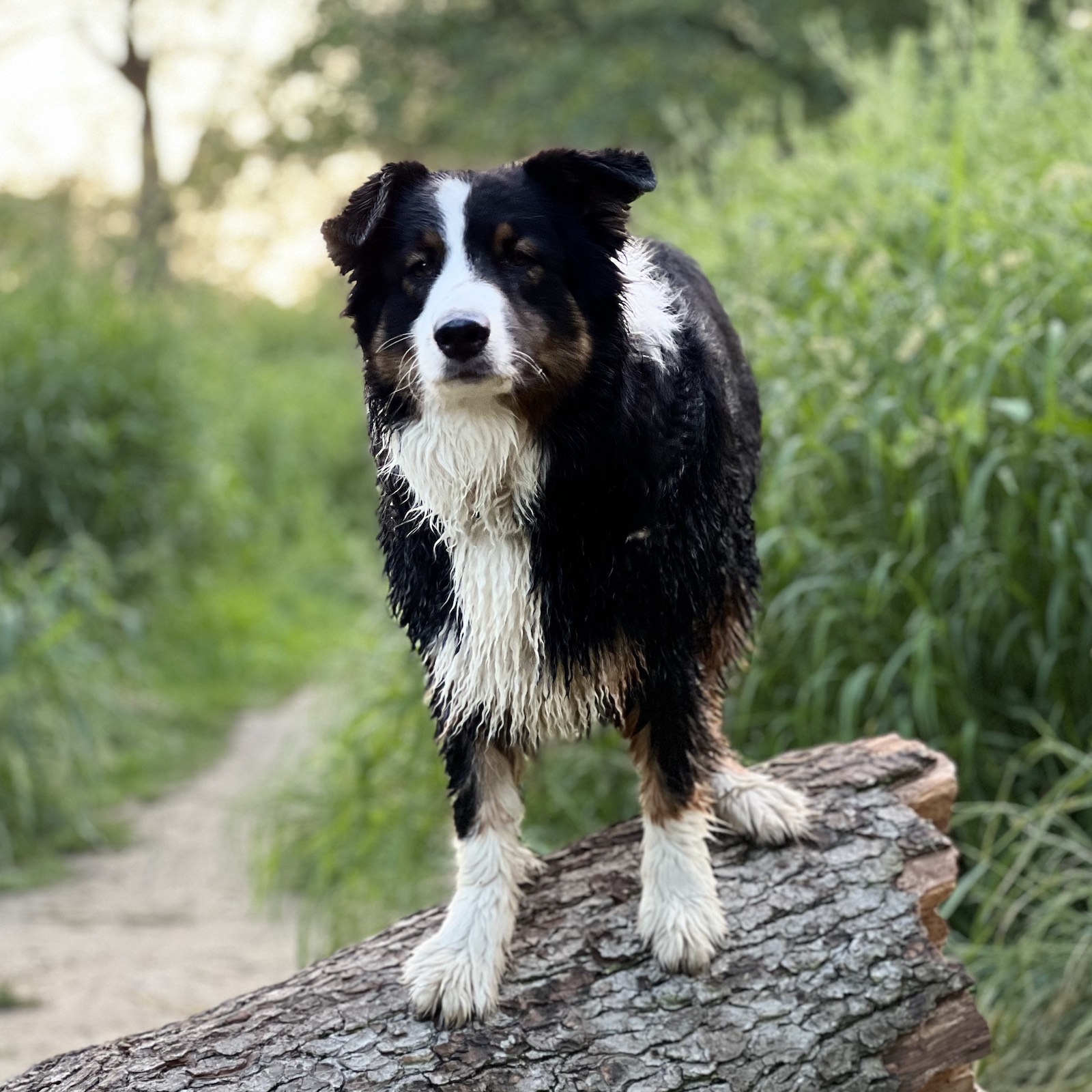 DOGtandem | Ty i Twój Pies!